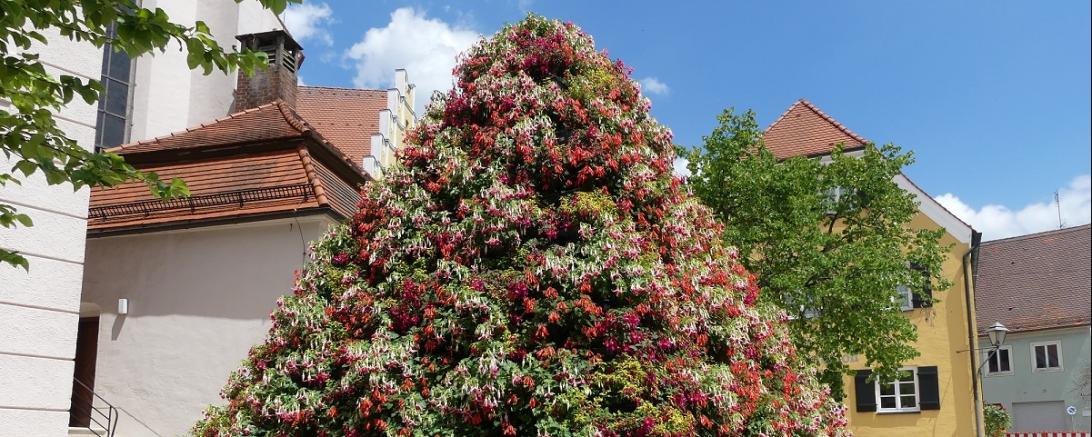 Deutschlands einzige Fuchsienpyramide|Wemding|Donau-Ries-Aktuell