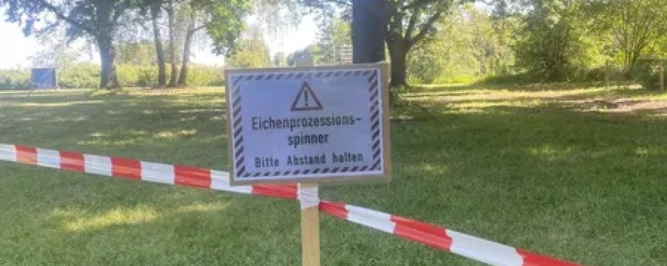 Befall durch Eichenprozessionsspinner im Freibad Oettingen entdeckt ...
