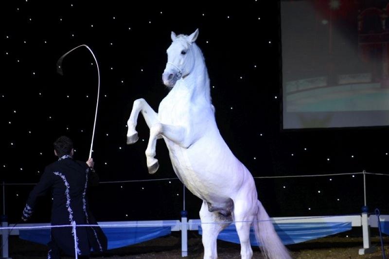 Wie sich der Reitstall Petra auf die größte Pferdeshow der Region ...