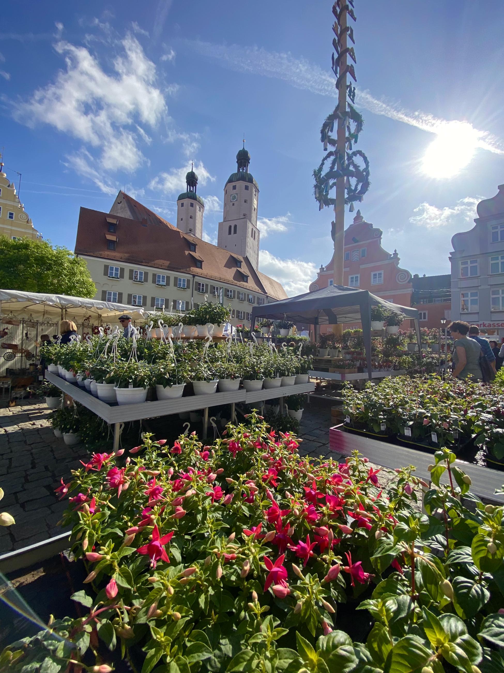 Besucheransturm beim Fuchsienmarkt 2023|Wemding|Donau-Ries-Aktuell