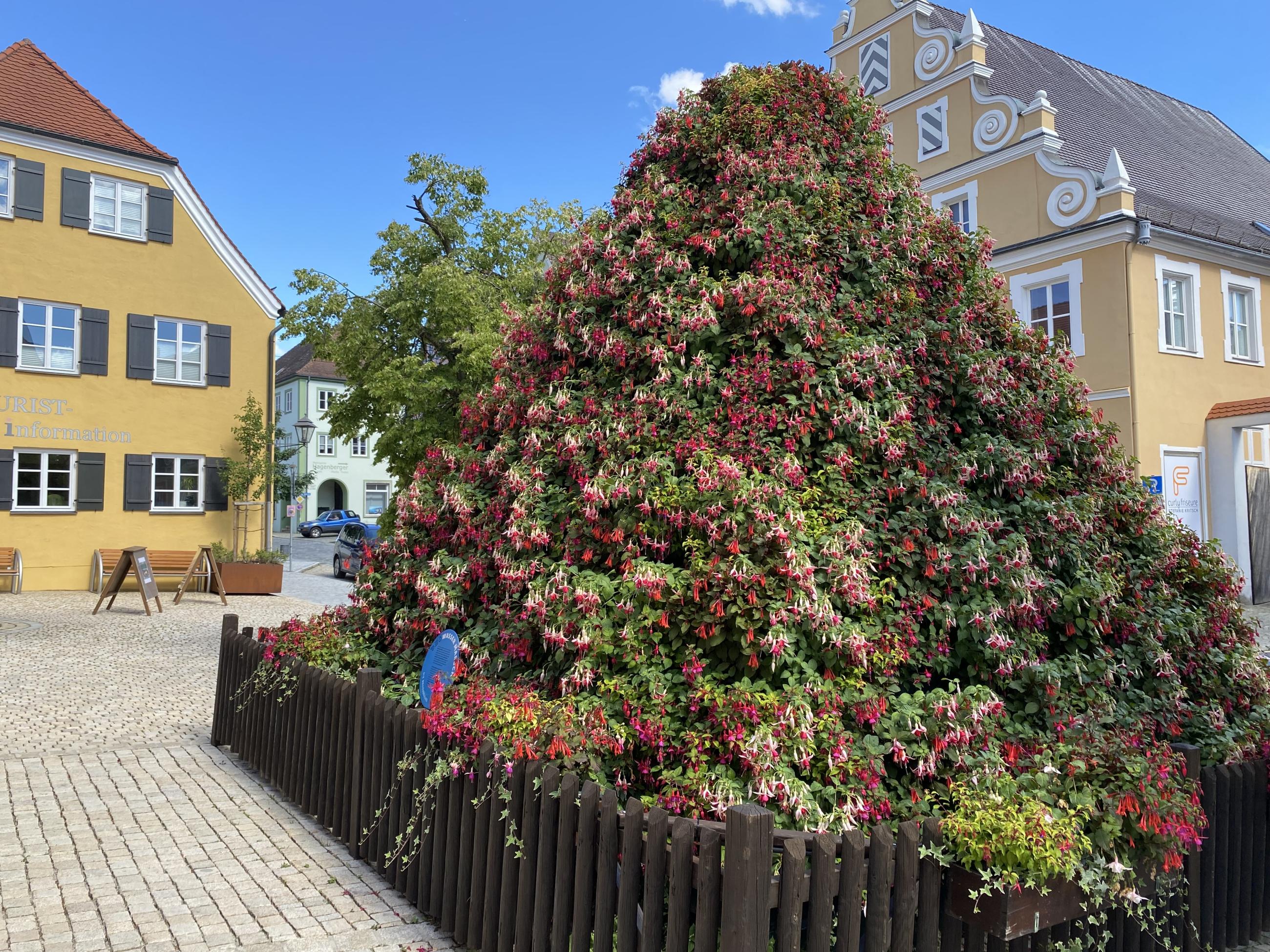 Deutschlands einzige Fuchsienpyramide erblüht|Wemding|Donau-Ries-Aktuell