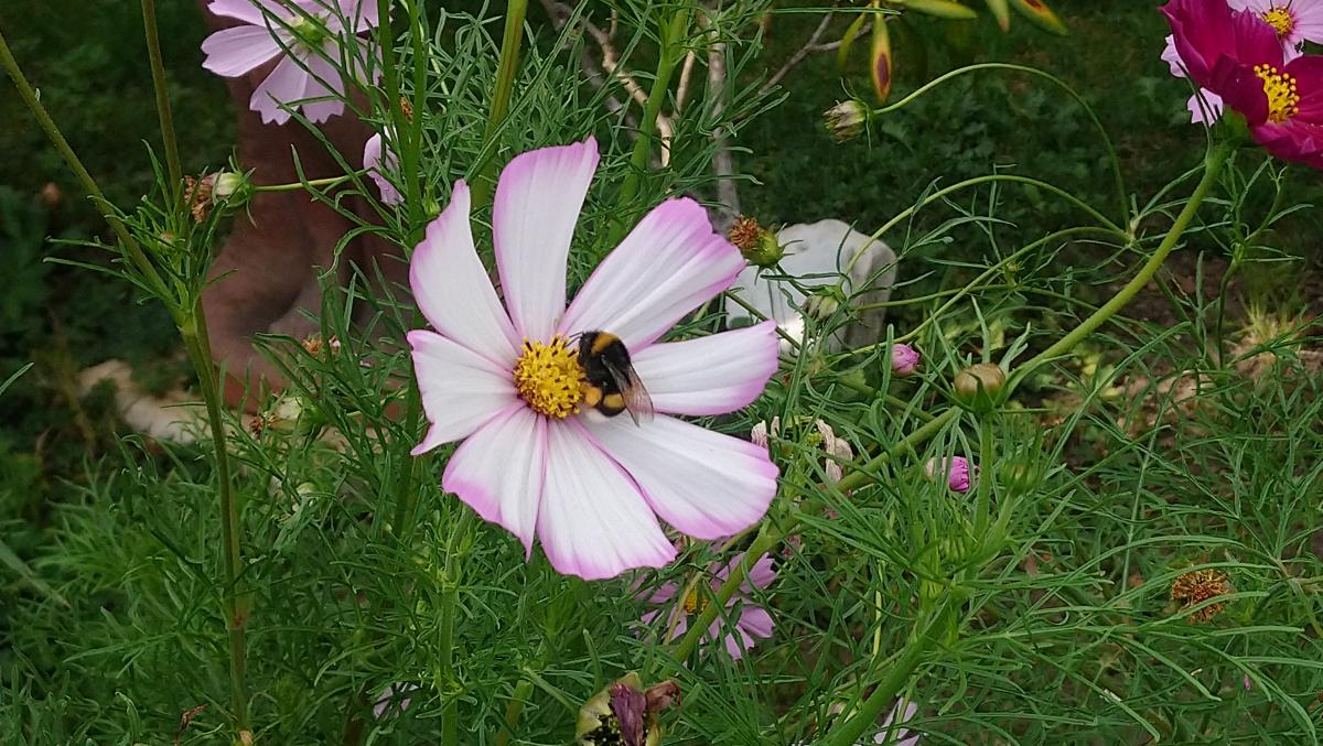 Blumensamen für Asbach-Bäumenheim und Hamlar|Asbach-Bäumenheim|Donau ...