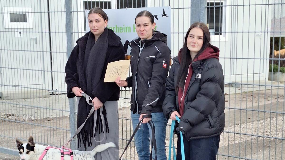 Großzügige Spende für das Tierheim Hamlar|Donauwörth|Donau-Ries-Aktuell