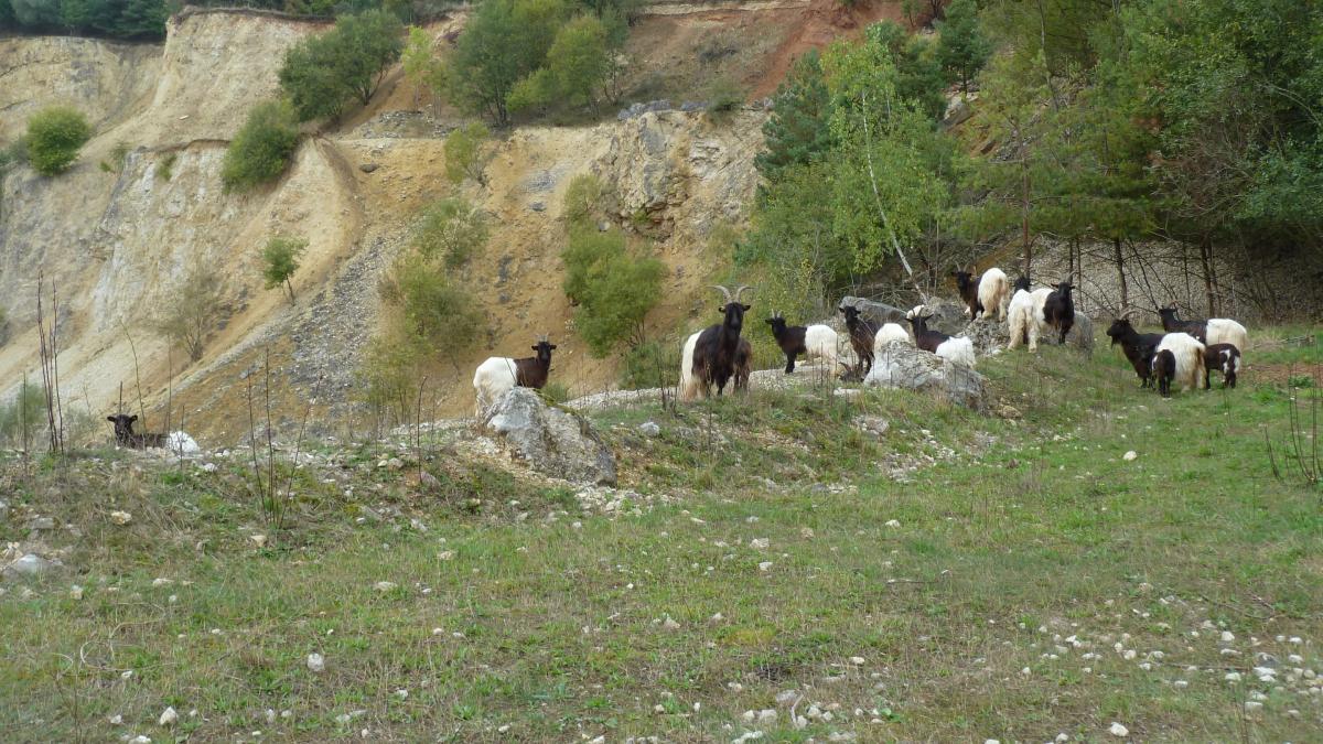 Geoparkführung im Erlebnis-Geotop Lindle||Donau-Ries-Aktuell